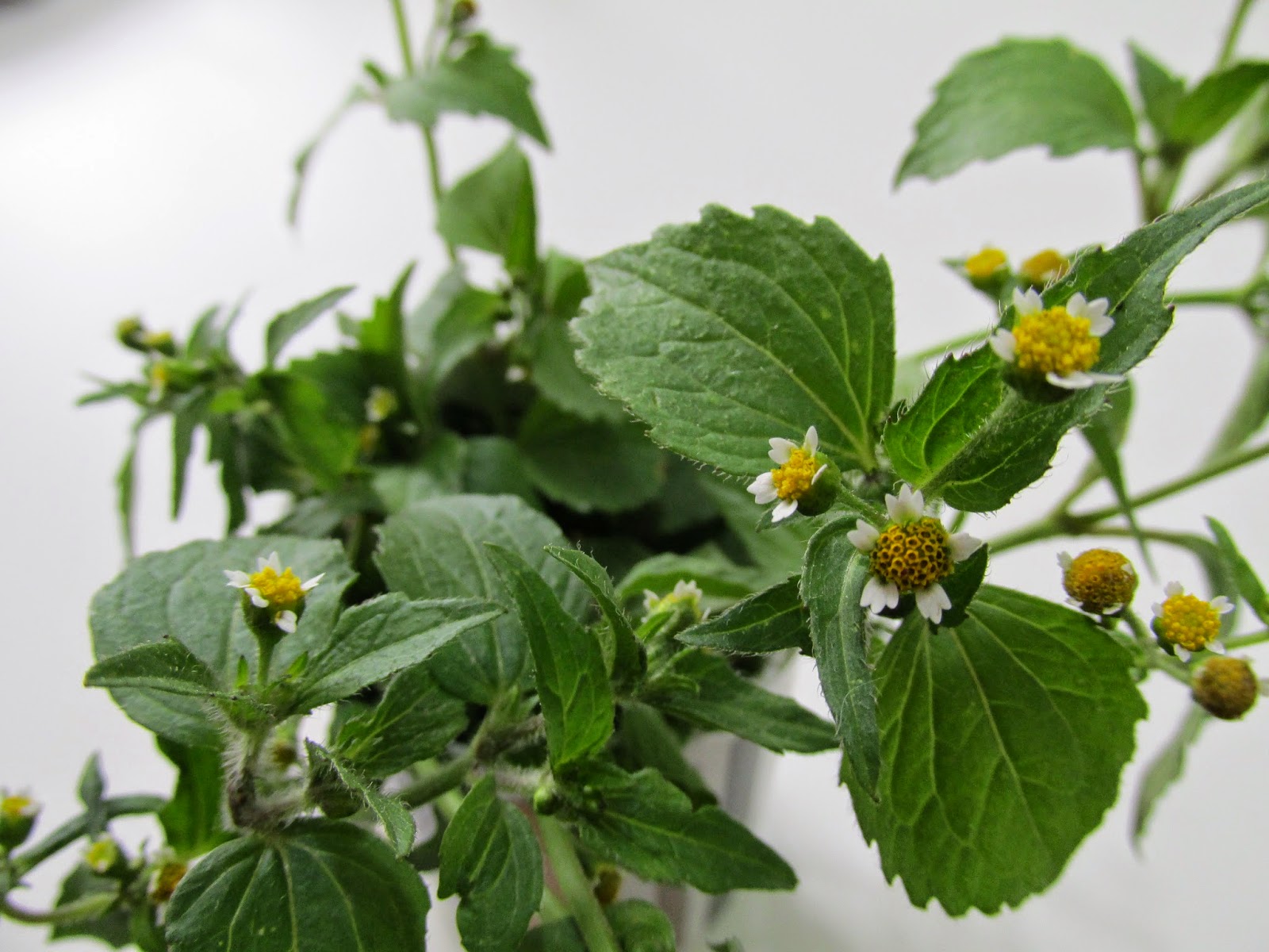 .: Guasca, ou Galinsoga: um ótimo tempero