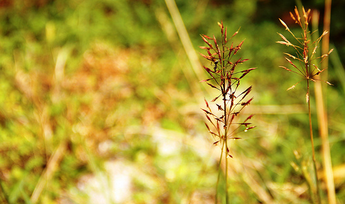 Kampungku: SELAK KAIN KAU!!!! KALAU TAK KENA NANTI...