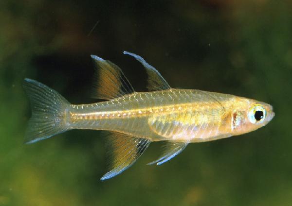 INDONESIAN FRESHWATER FISH COMMUNITY - IFFC: RAINBOW II