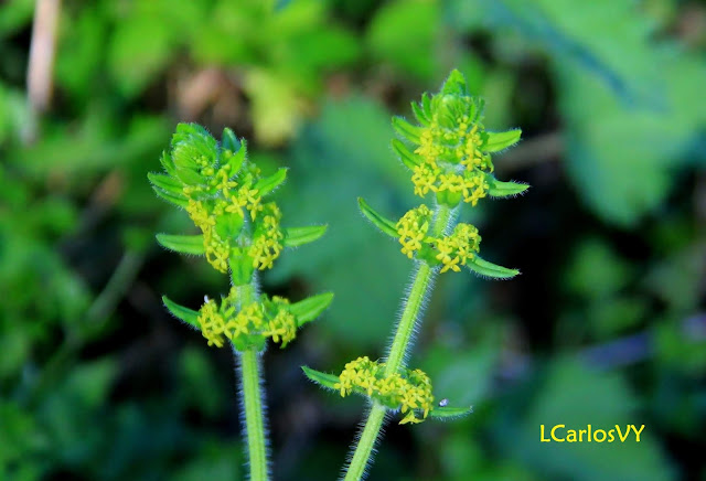 Plantas silvestres de Asturias: Cruzadilla, cruciada, cruceta ...