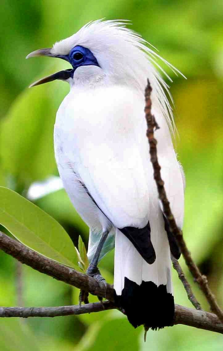 The Bali Myna - cuteanimalsworld
