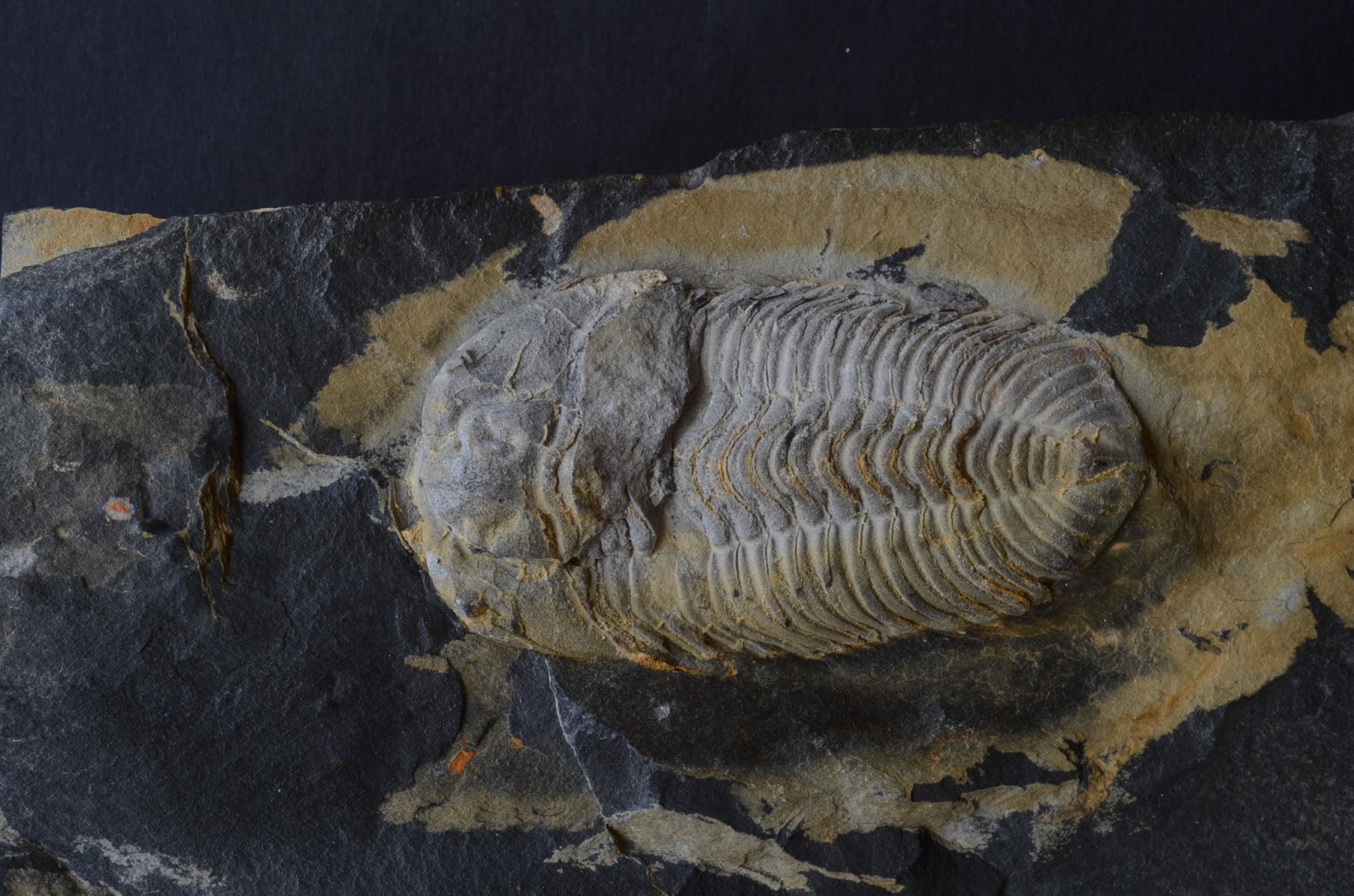 AGEx (Asociación Geológica de Extremadura): Transgresiones y ...