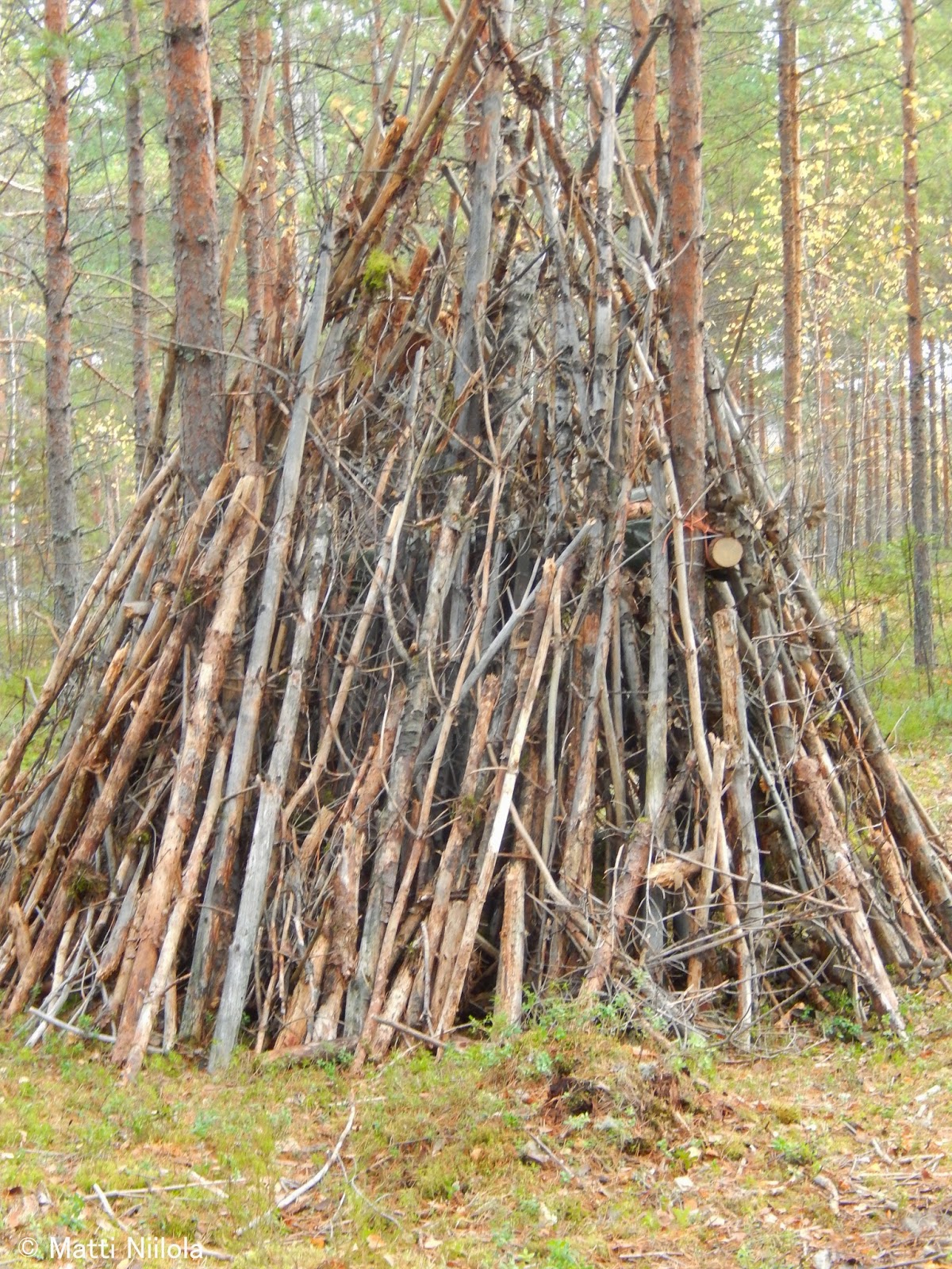 matti metsässä ja muualla: MAJA