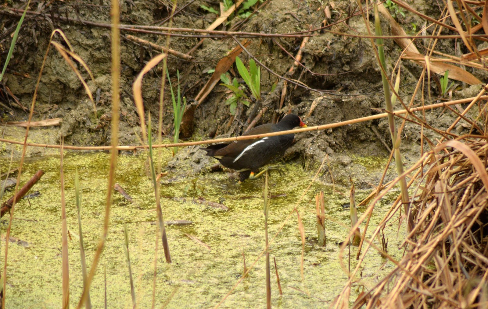 Frumusetile naturii: Gainusa de balta (Gallinula chloropus)