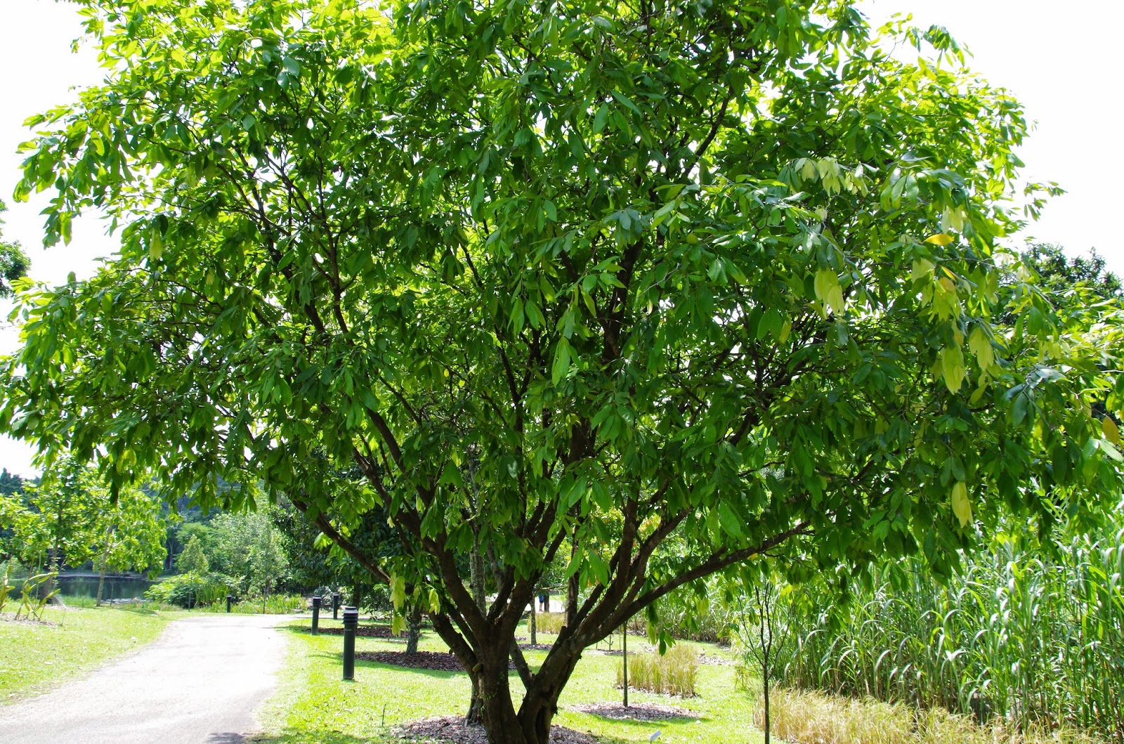 Trees and Plants: Nam Nam