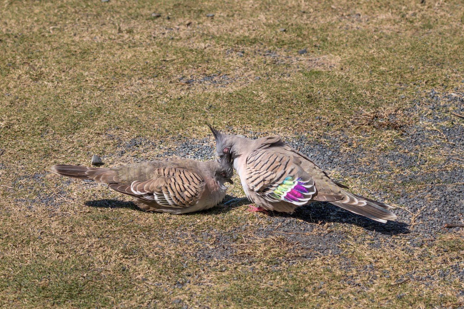 National Park Odyssey: Diamond Head Campground, Crowdy Bay National ...