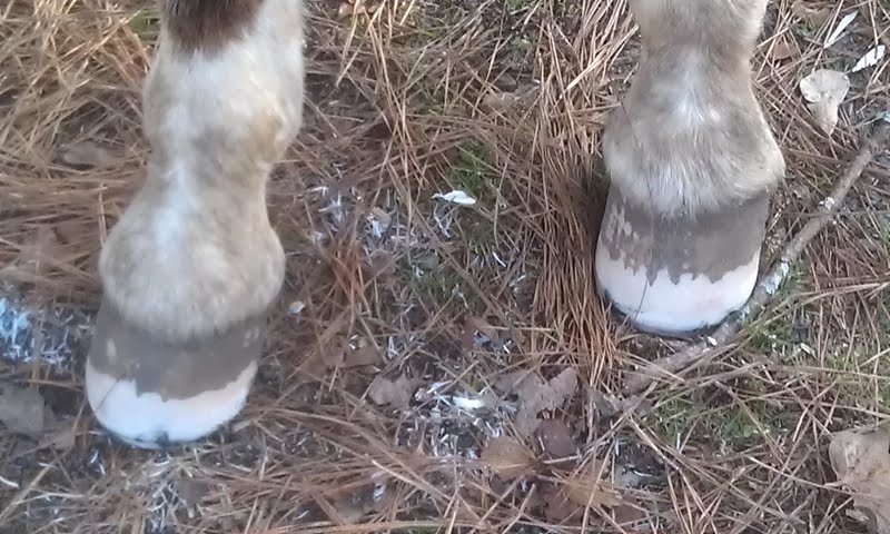 Shadowlake Farm: Mule Hooves Versus Horse Hooves