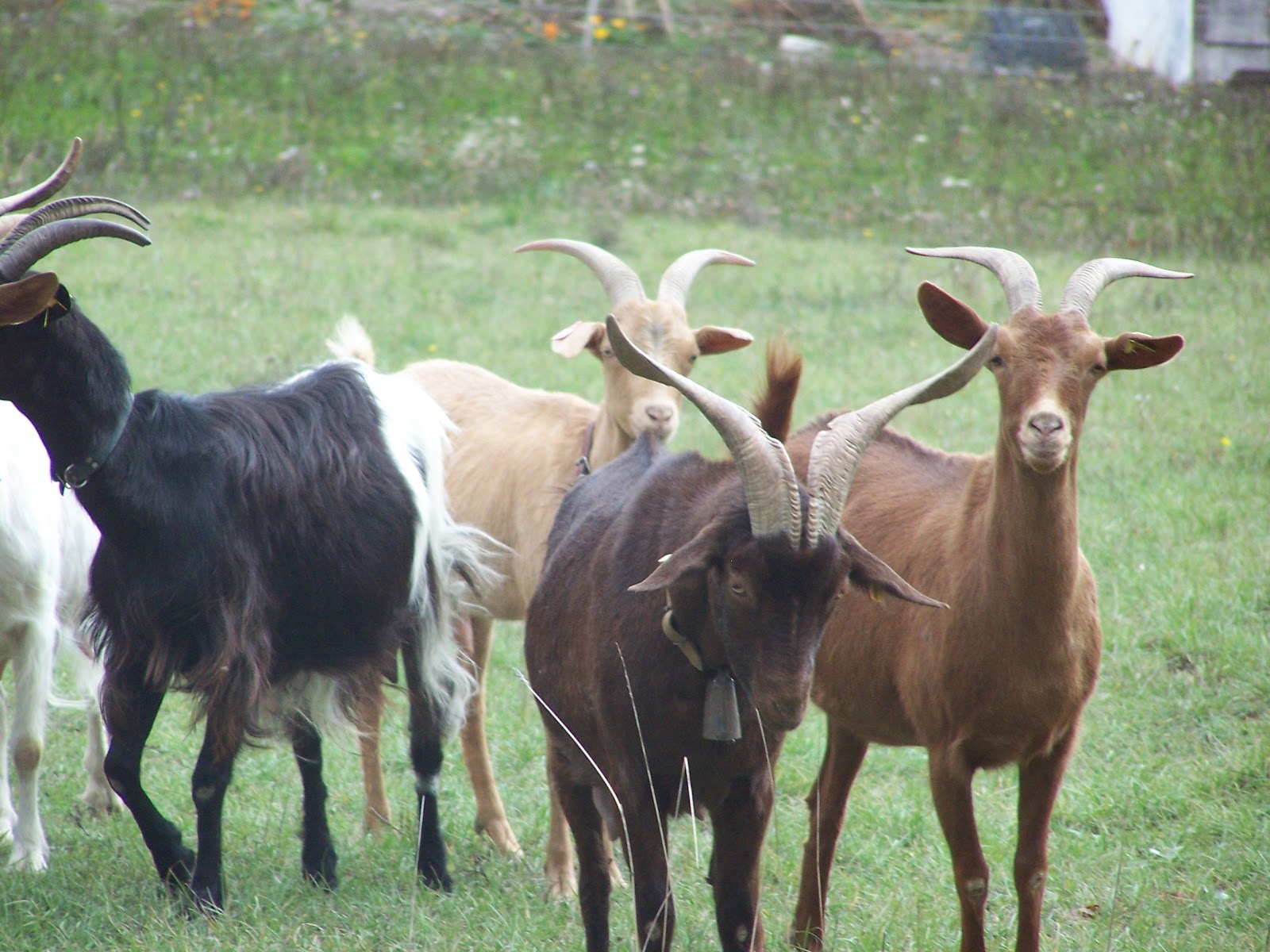 Ferme du coq à l'âne 05: La Ferme du coq à l'âne vous propose