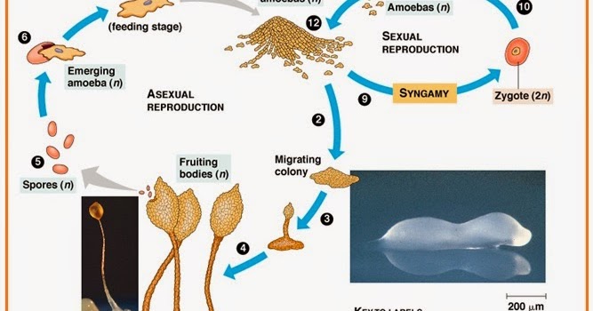 Klasifikasi Protista Yang Menyerupai Jamur | Pustaka Pandani