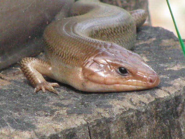 In the Garden: A big Skink