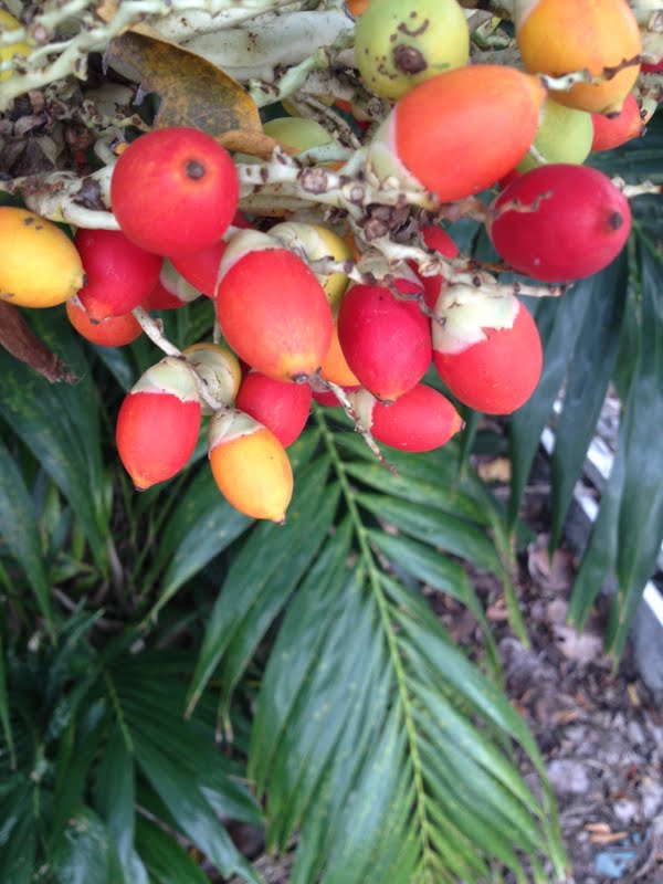 floridacreate: Palm Tree Seeds