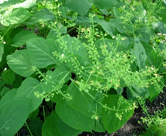 herbal leaves, herbal medicine plants and treatments: Stoneroot (hilbas ...