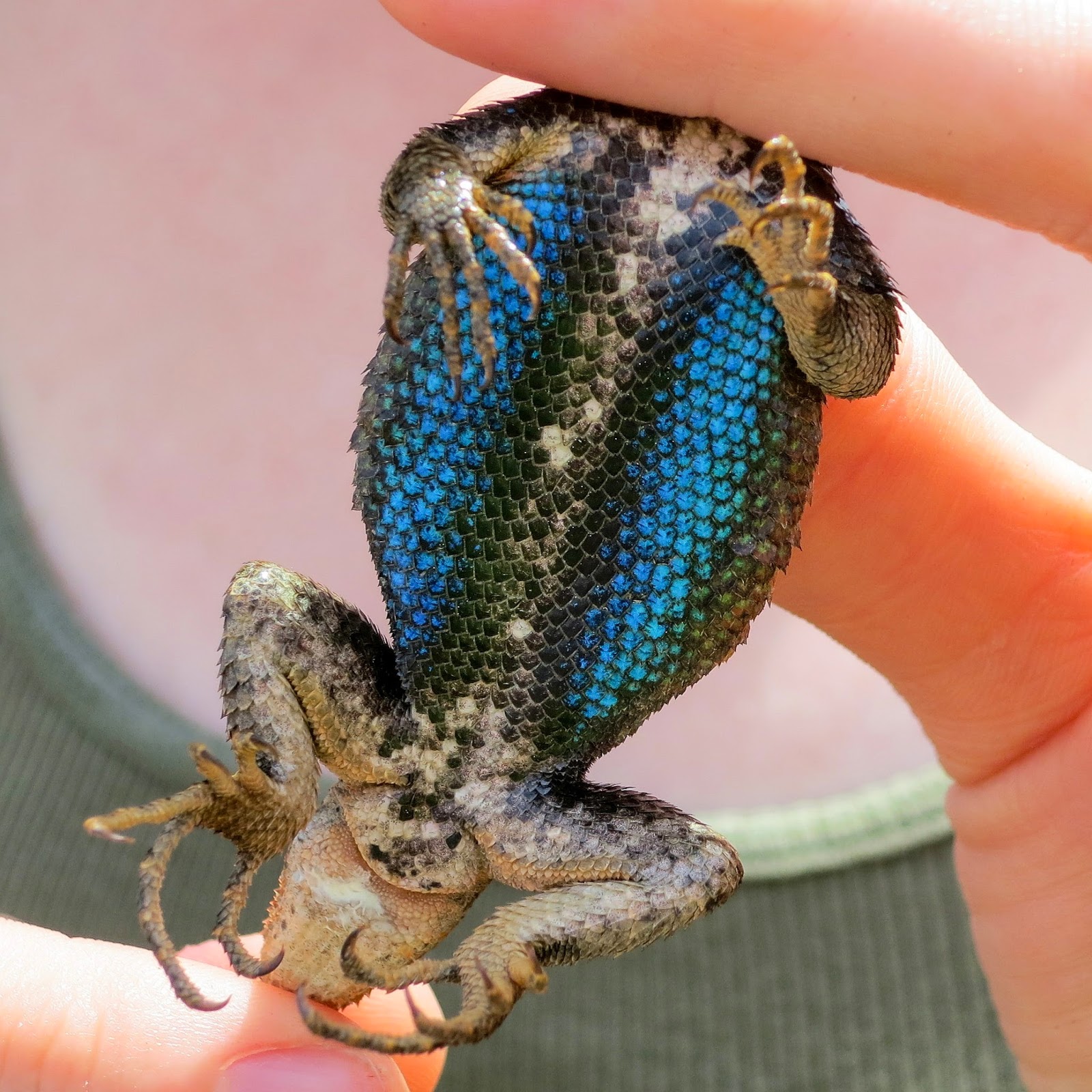 On The Subject Of Nature Eastern Fence Lizards