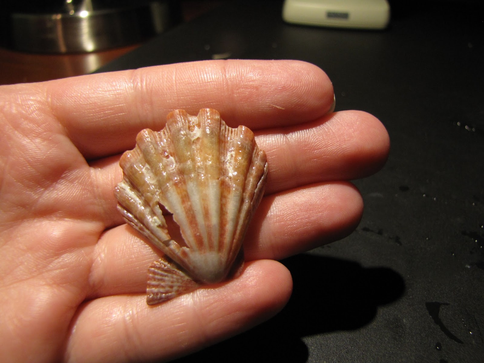 Classics By The Sea: Seashell Inspirations: Crafts and The Lion's Paw!