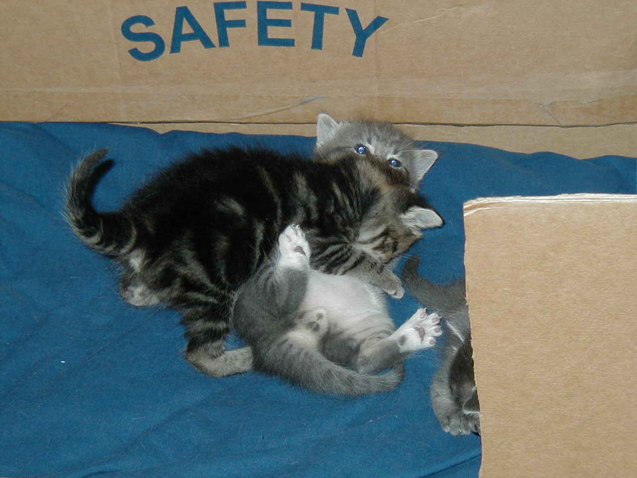 Adventures with Callie