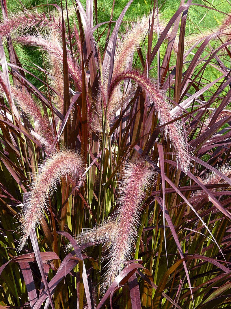 Seminte si plante de gradina hobby: Iarba decorativa Pennisetum ...