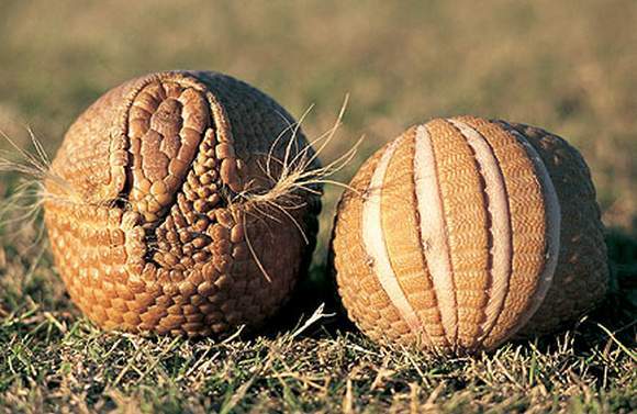 Weave-Away: The Purpose of Armadillo Armor