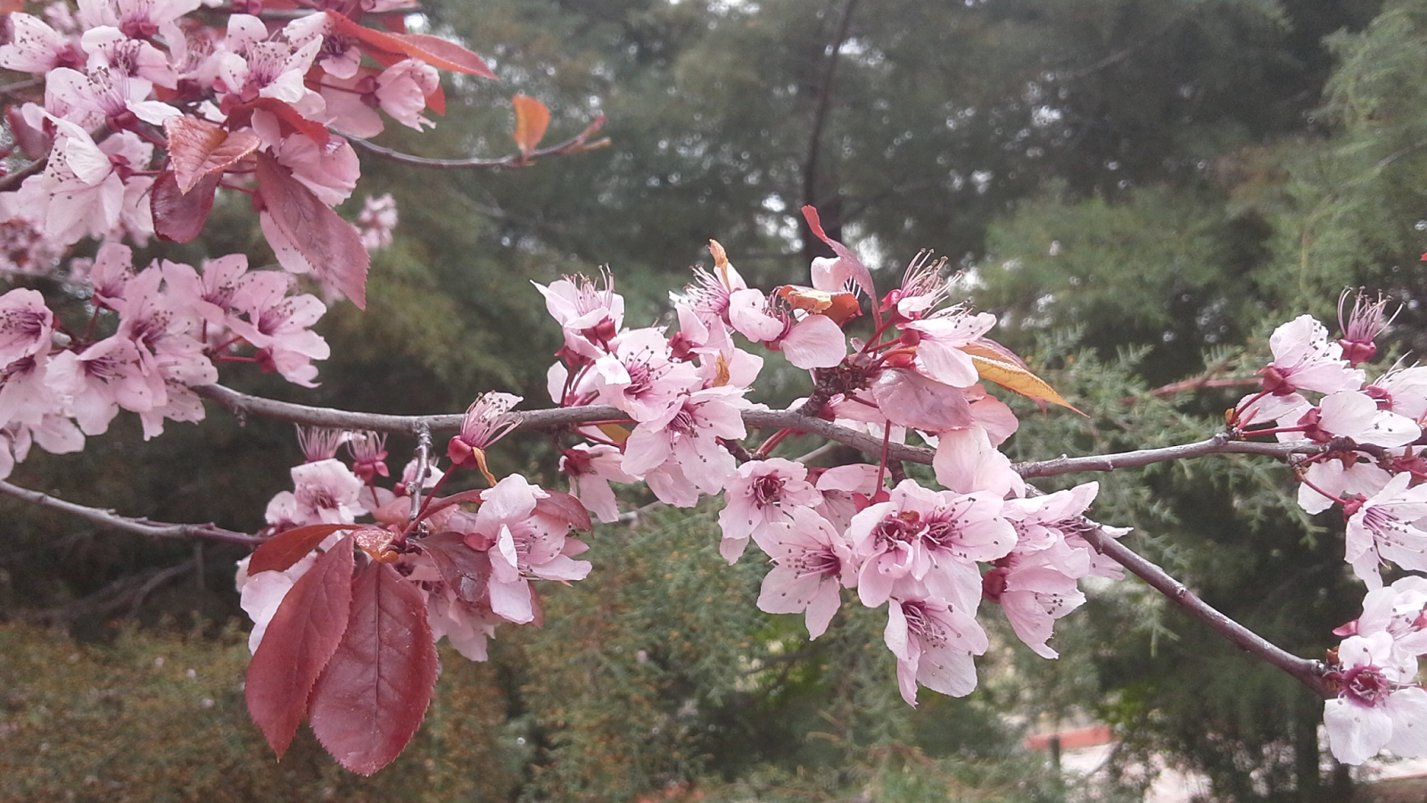 Hayalci ve Arkadaşı: İncir Çiçeği????