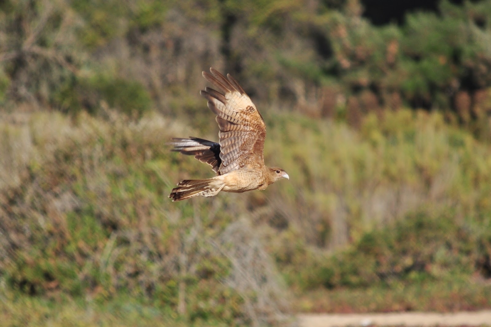 Pájaros, Pajarracos: Tiuque