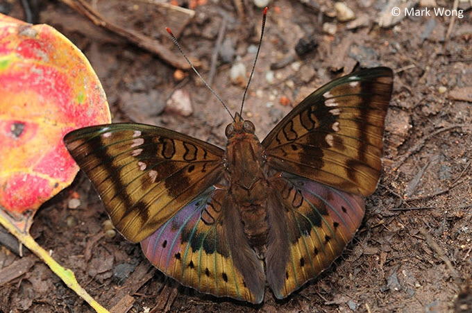 Common Baron Butterfly