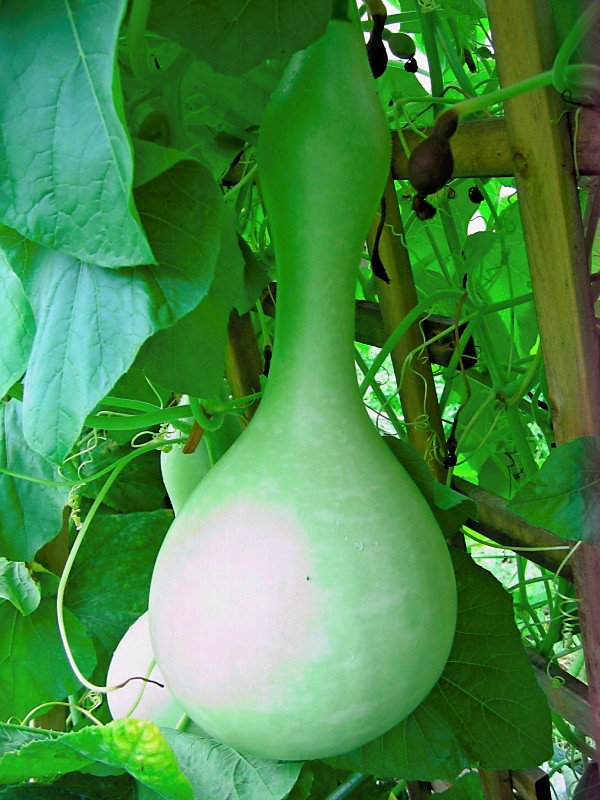 Grow Some Birdhouse Gourds This Year!