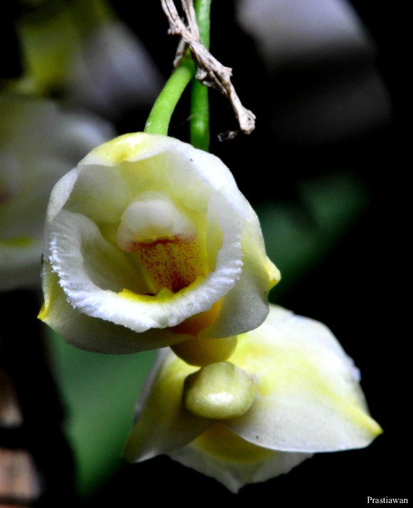 Eurycaulis compressus (Lindl.) M.A.Clem.,2003