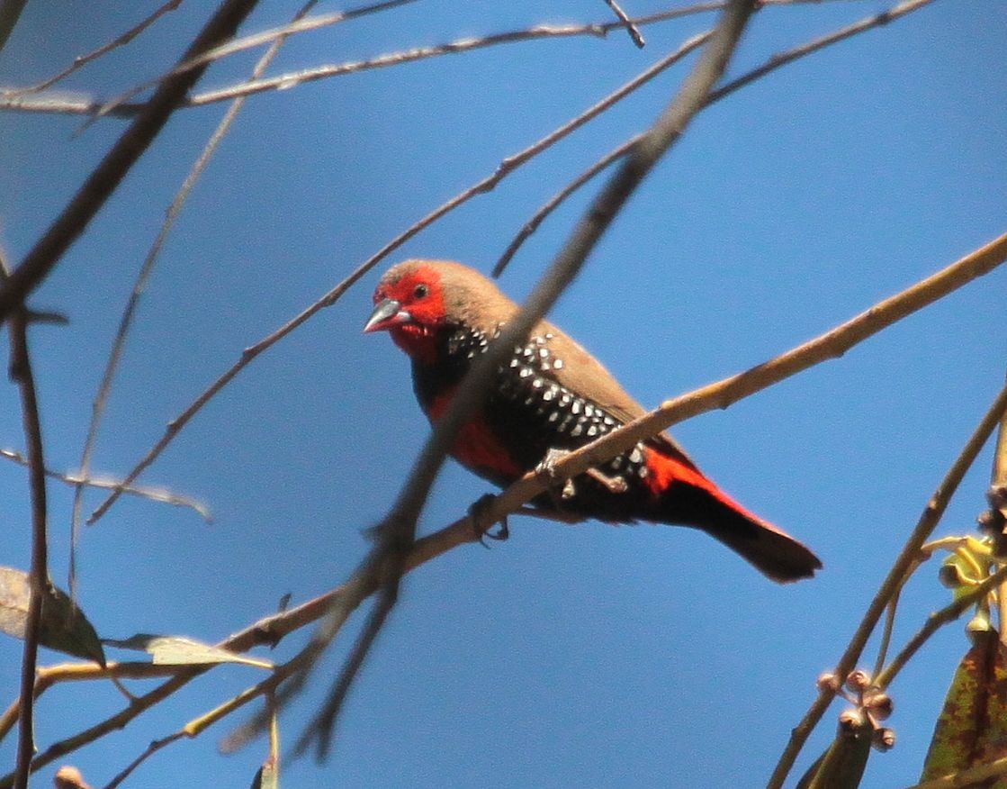 Richard Waring's Birds of Australia: Painted Finches, Fairy and Tree ...