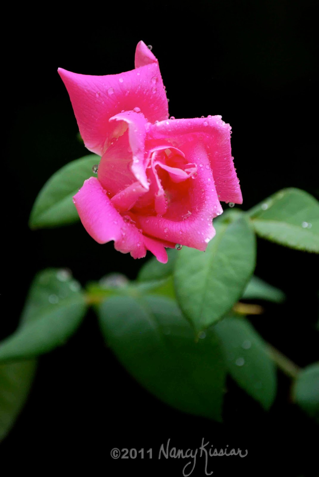 Wild About Texas: Why Did God Make Roses?