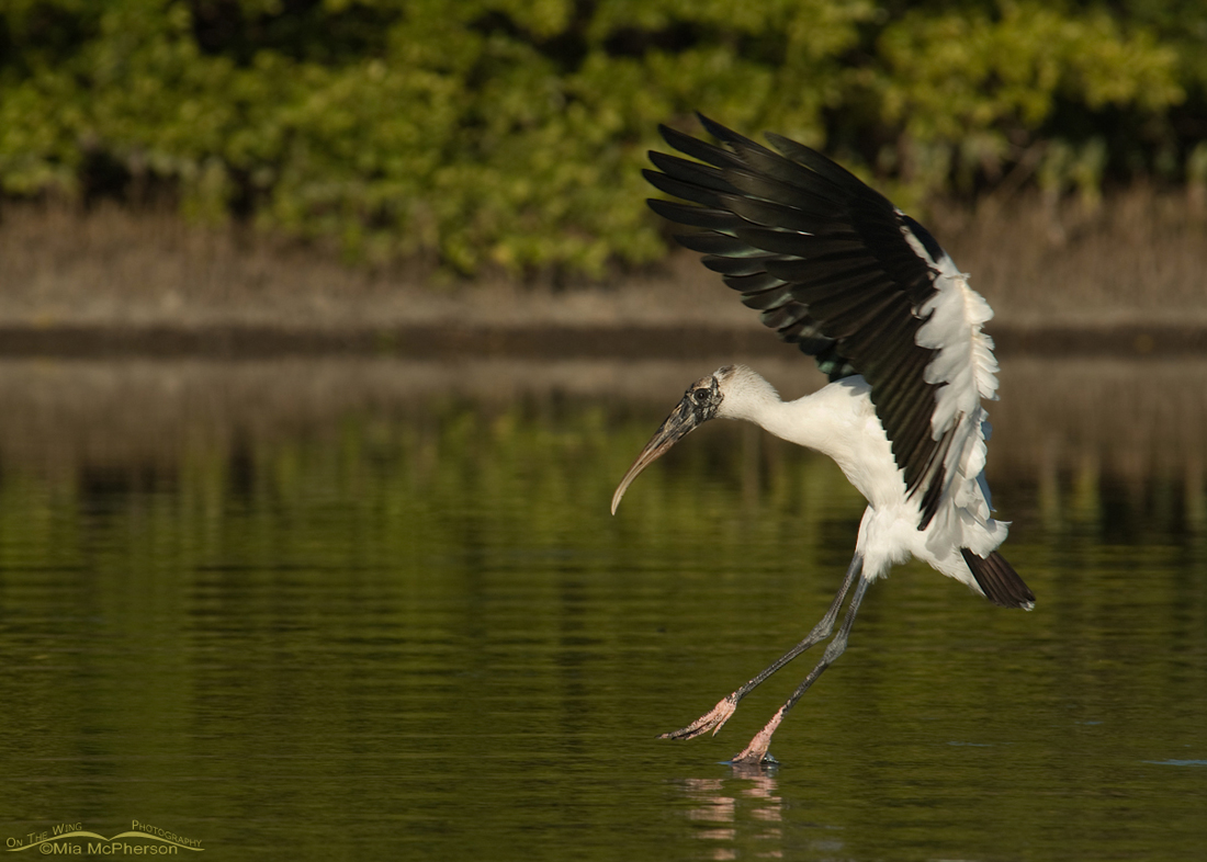 Birding Is Fun!: Big White Wading Birds