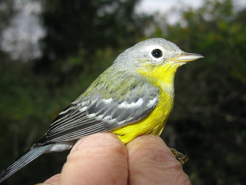 Cape Cod Bander: They're Back!