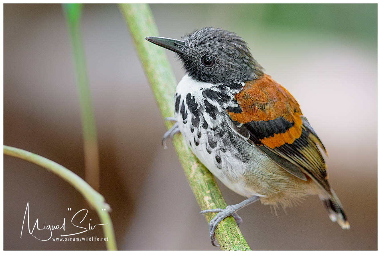 Photographing birds at an army-ant swarm