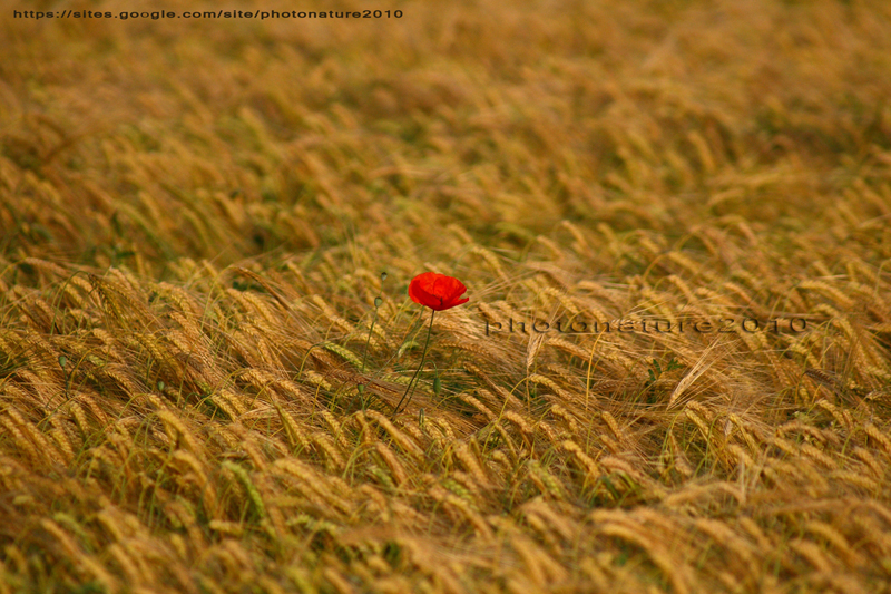 photonature2010: Maci în lanul de grâu