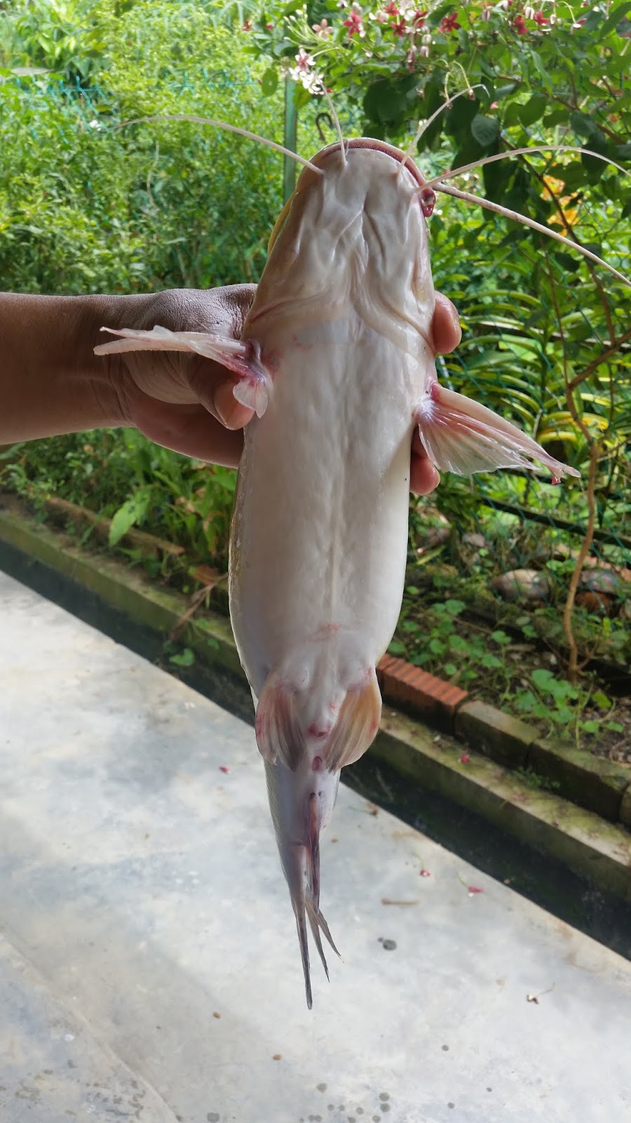 Warisan Petani: Ikan Baung