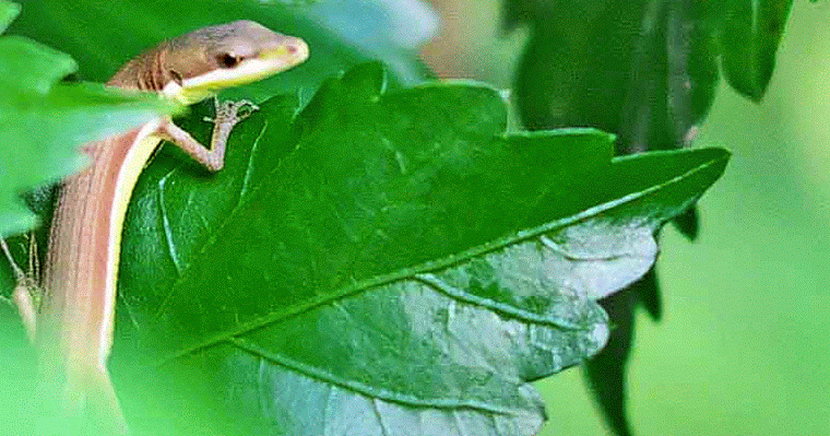 Ryukyu Life: Animated (GIF) of Takydromus Lizard