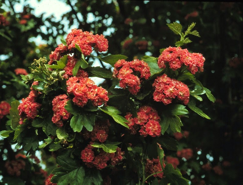Trees of Santa Cruz County: Crataegus laevigata 'Paul's Scarlet' - Paul ...