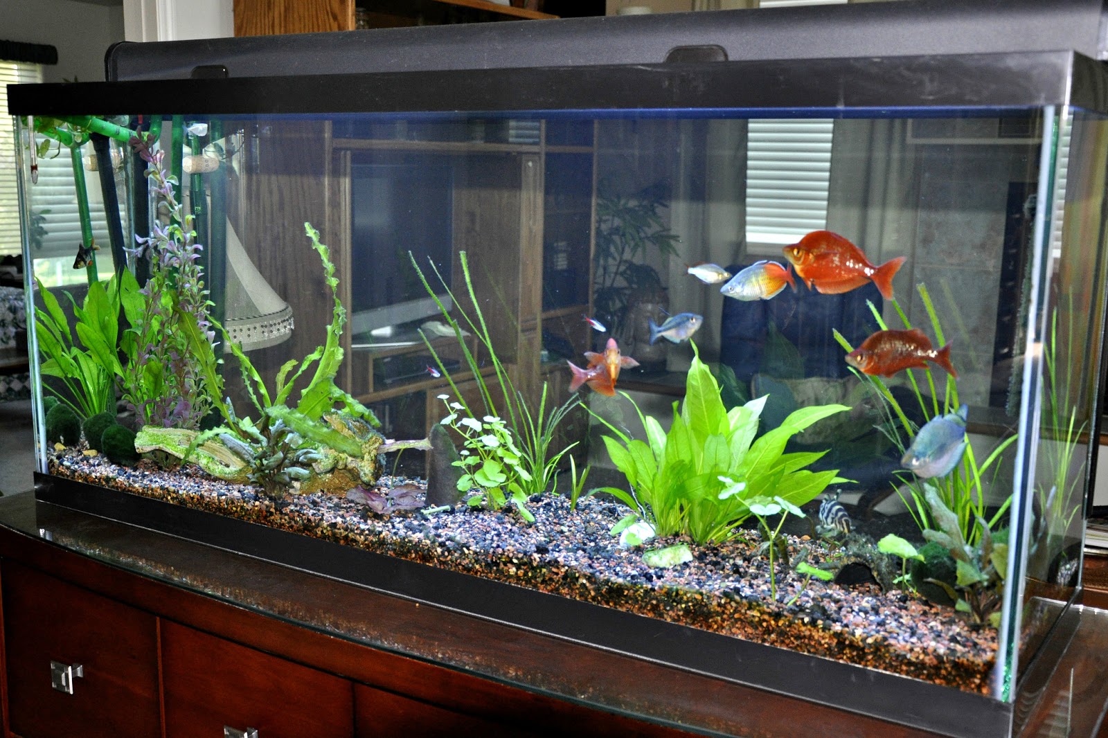 Alaskan fishface: My 55 gallon Rainbow Tank