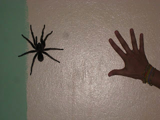 SO Many Cacatas! | Live This Life: Dominican Style