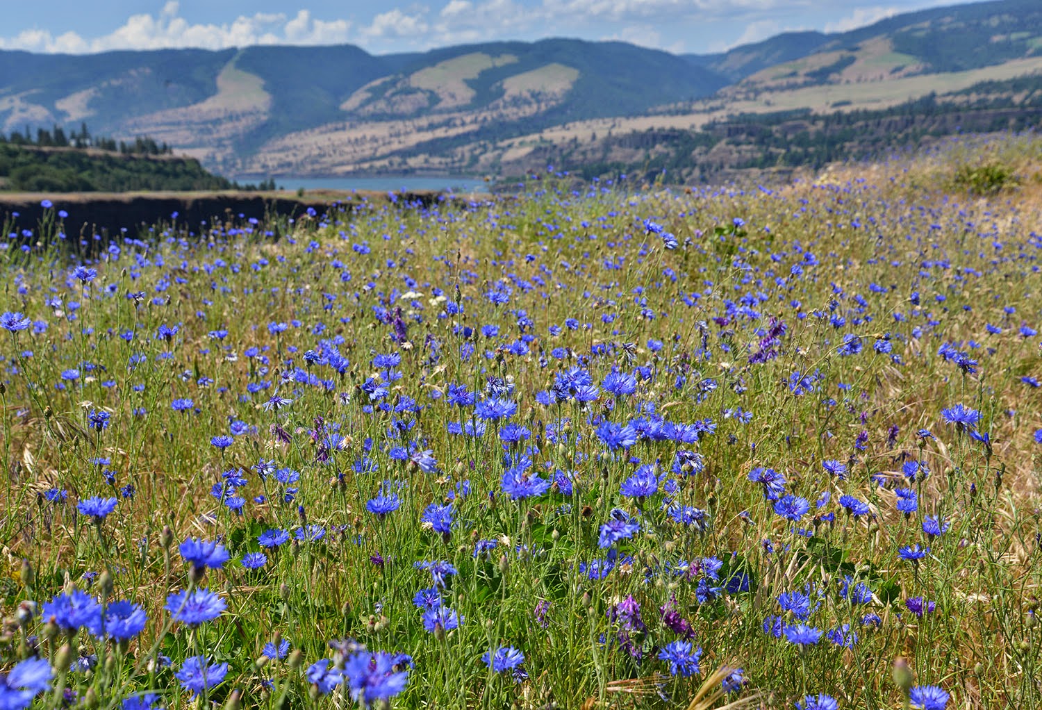 Tom McCall Nature Preserve - light-in-leaves
