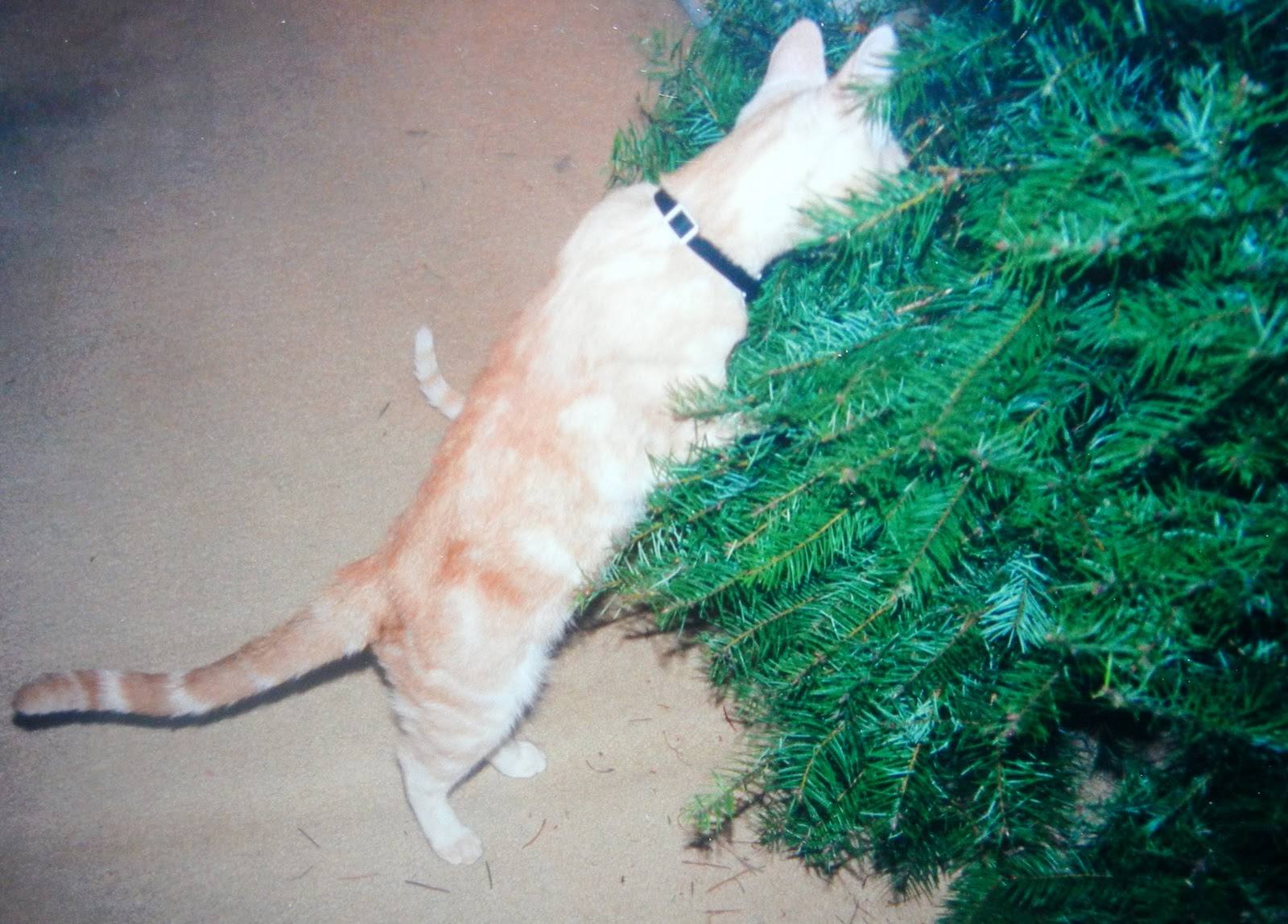 Dr. Kathy McCoy: Living Fully in Midlife and Beyond: Christmas Memories