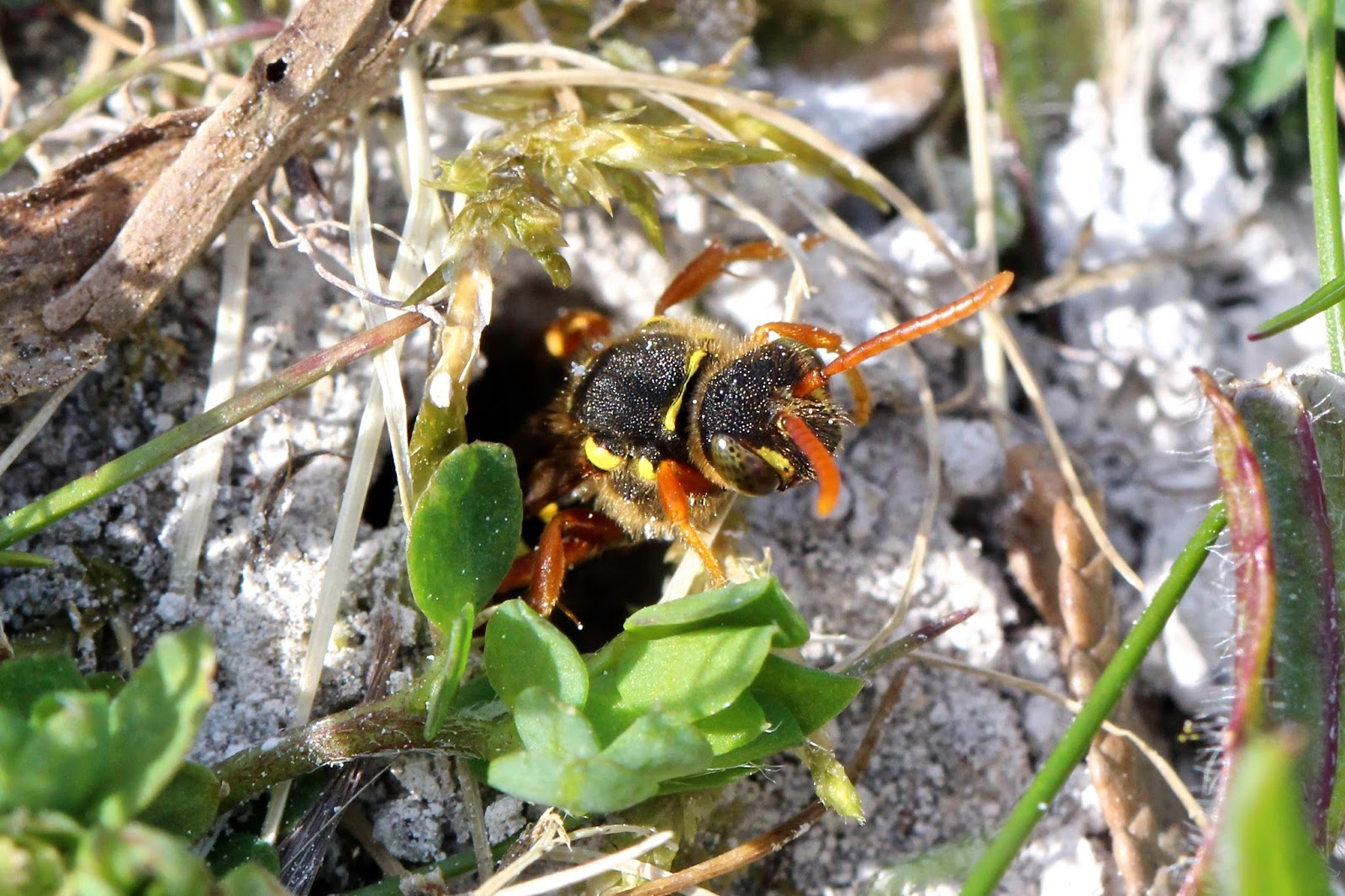 TrogTrogBlog: Bee of the week - Nomada goodeniana