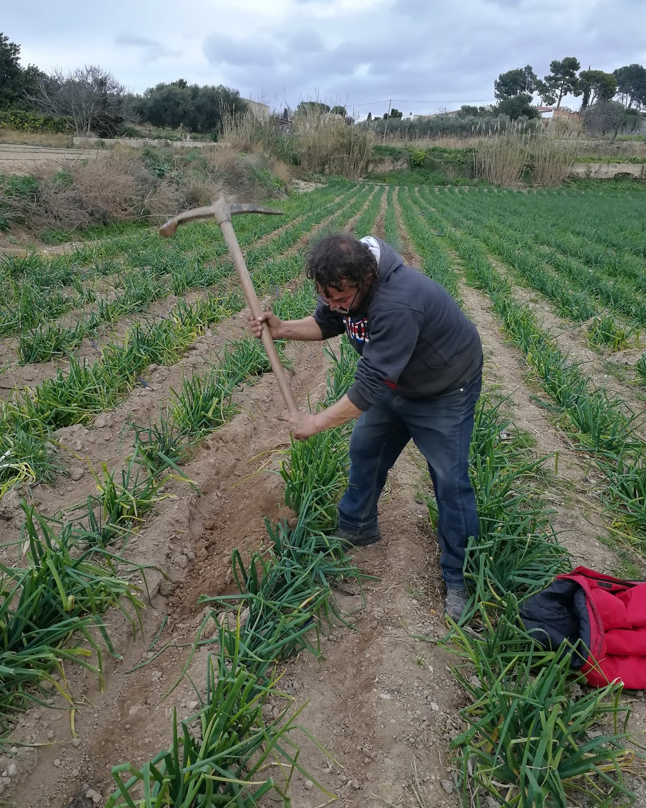 vinotava1: SVILINĀTI KATALĀŅU MAIGIE PAVASARA SĪPOLLOKI (CALÇOTS)