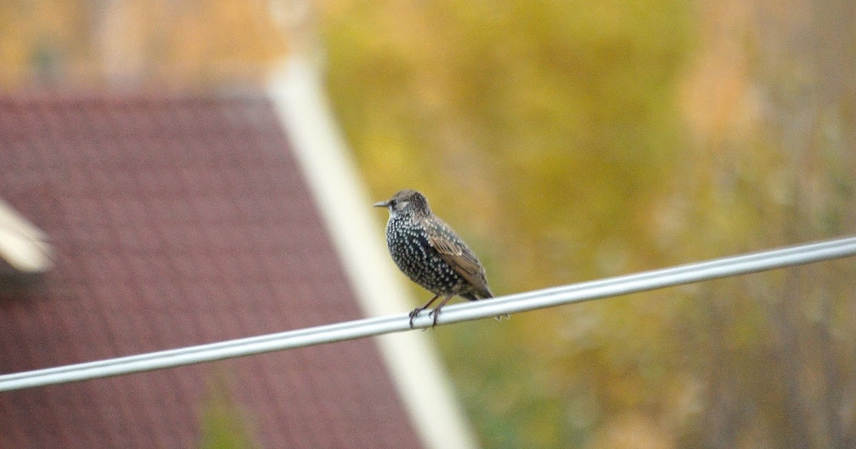matti metsässä ja muualla: KOTTARAINEN Sturnus vulgaris European starling