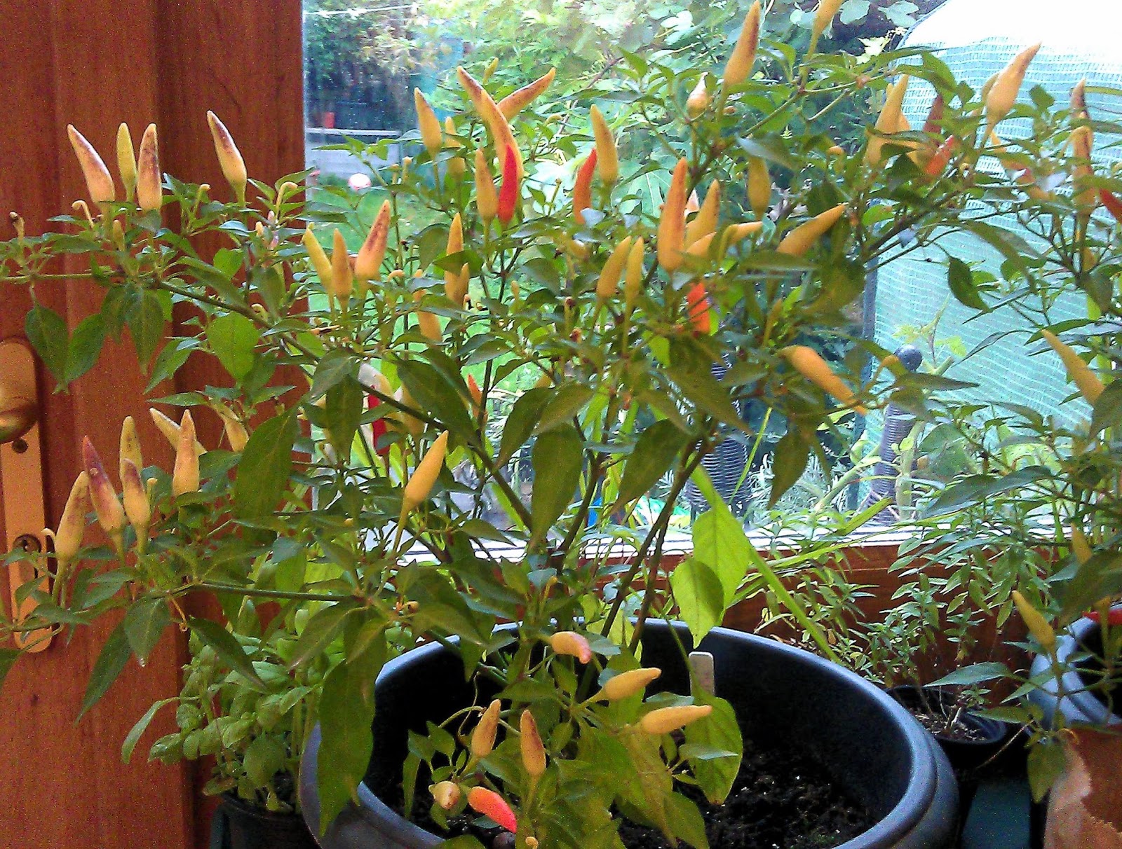 Gourmet Gardening: Chilly outside, chillies inside