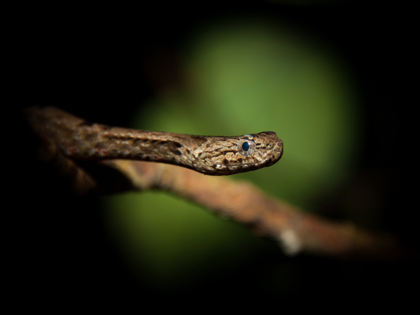 Sticky Rice Travel - Photostream: Snakes of Borneo