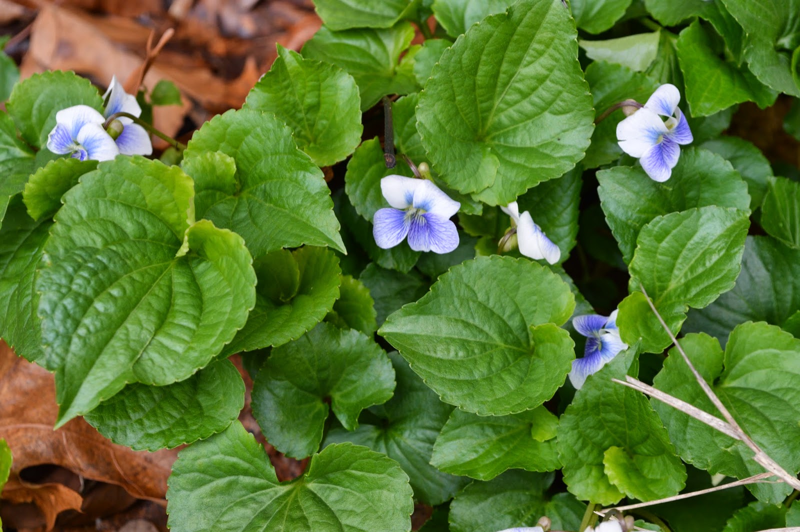The Wright Family Farm: Wild Edibles // Violet Ice Cubes