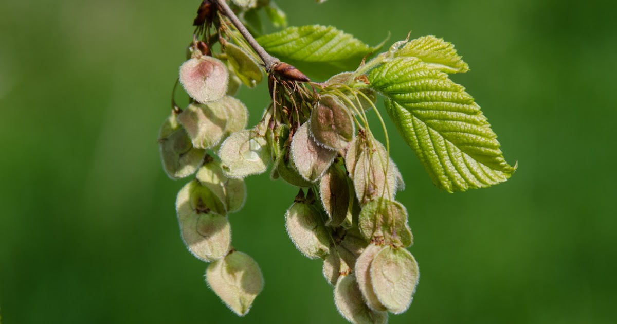 Ulmus laevis - Flatter-Ulme