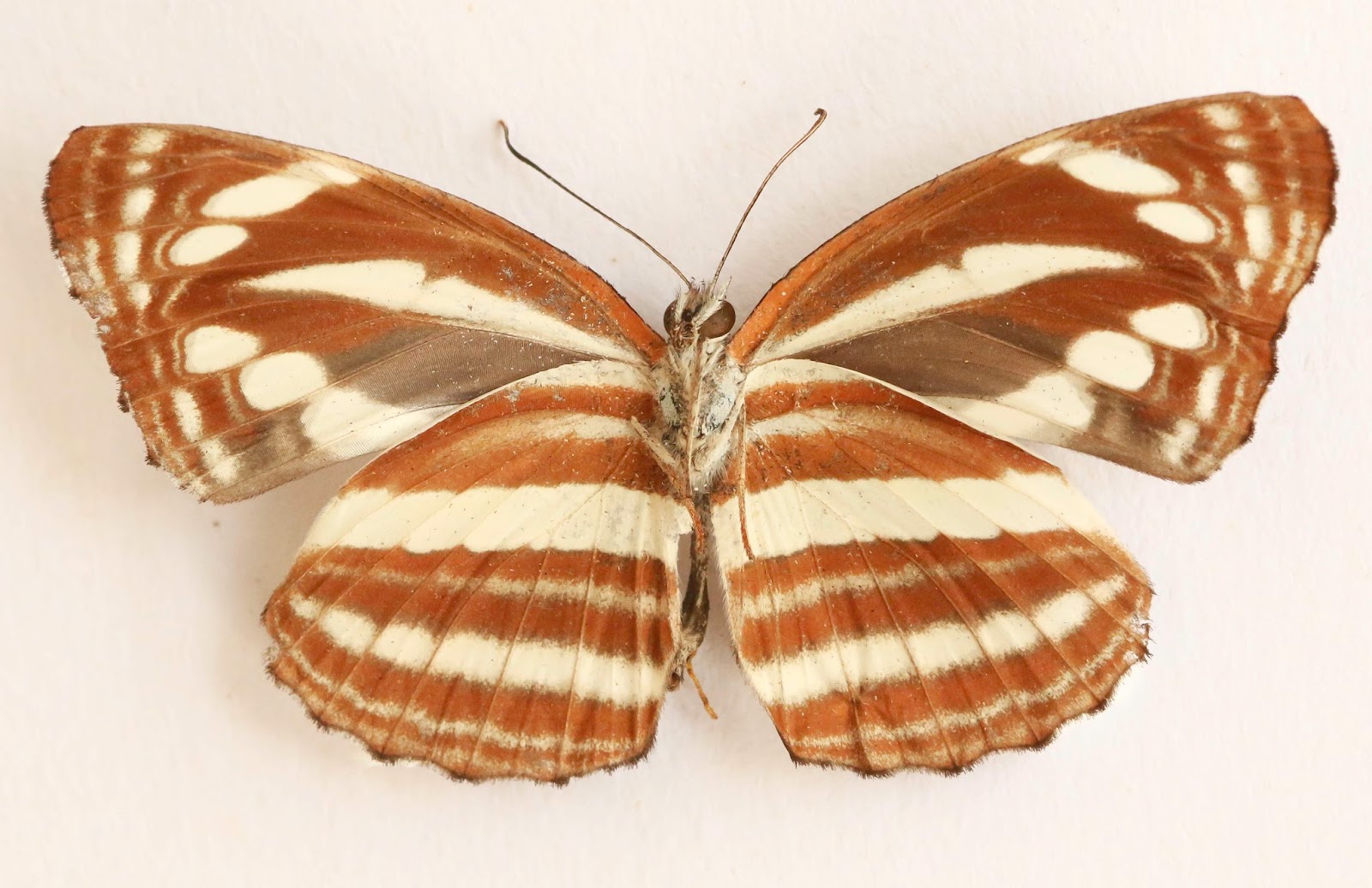 Butterflies of Vietnam: 263. Neptis clinia susruta (The Clear Sailor)