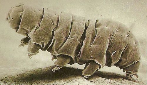 MUY INTERESANTE SPAIN: EL ANIMAL INDESTRUCTIBLE