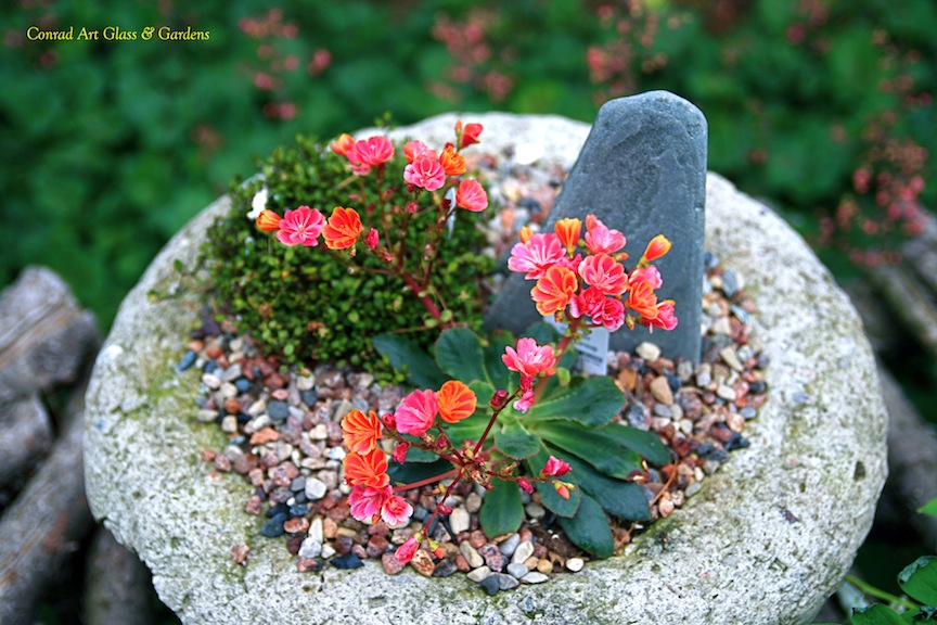 Conrad Art Glass & Gardens: From my photo files... today's plant is Lewisia