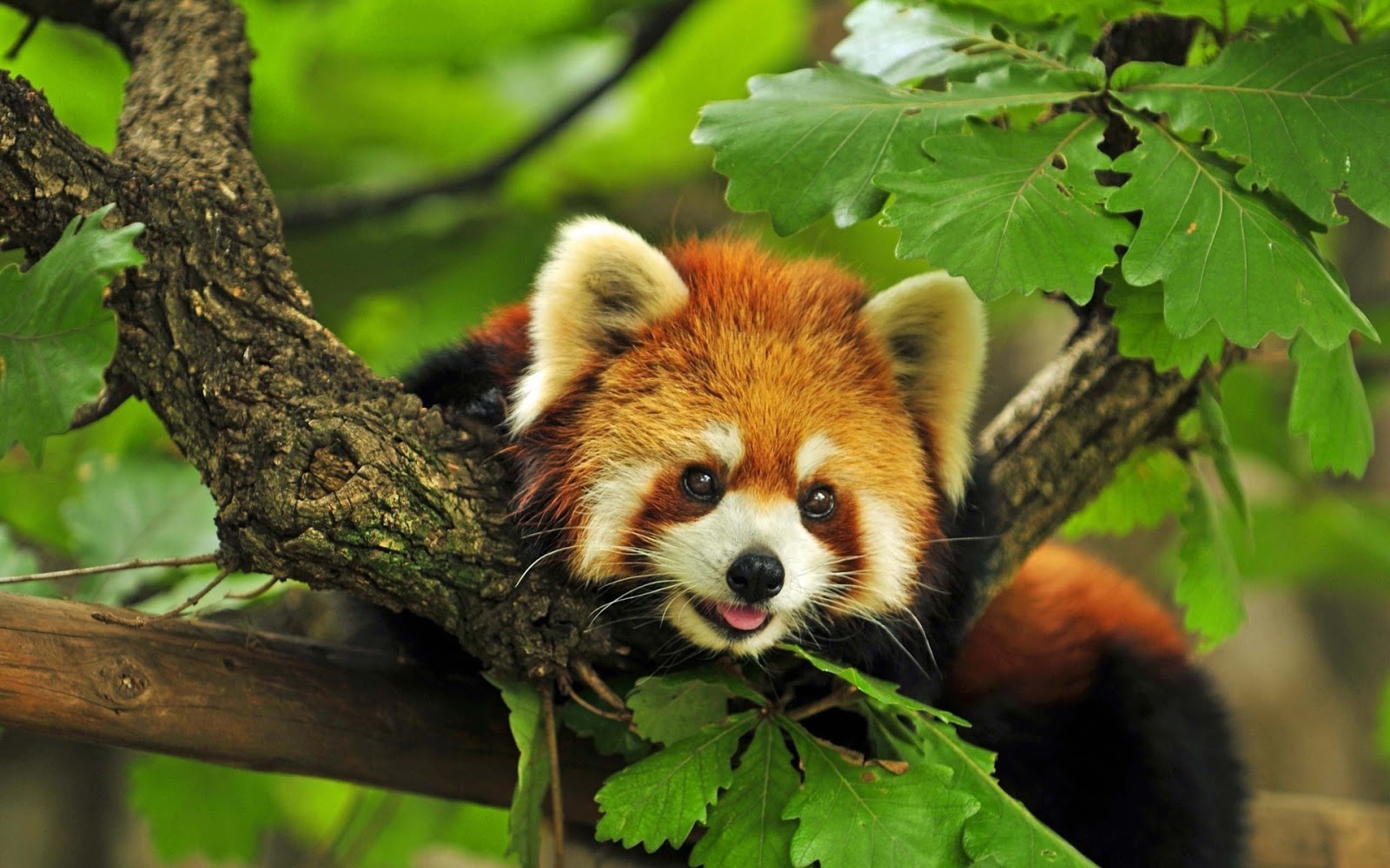 Red Panda | Earth Blog